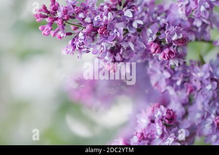 Blooming lilacs. Wallpapers with spring flowers. Soft focus Stock Photo ...