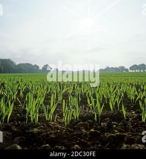 Close up of ground barley (hordeum vulgare Stock Photo - Alamy