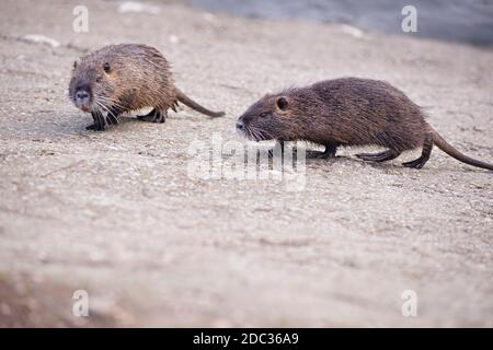 Two Nutria (Myocastor coypus) young animals, Wilhelmsburg, Hamburg ...