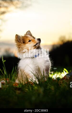 Shetland Sheepdog sitting against sunset background Stock Photo - Alamy