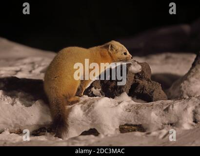 Sable (Martes zibellina) adult foraging in the snow Yoroushi Onsen ...