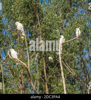 Wild cockatoos on a branch. Seen in Dandenong Ranges national park ...