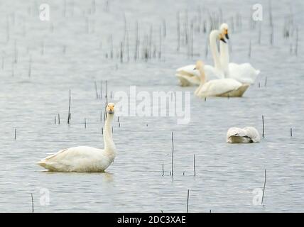 Shijiu Lake, Nanjing Stock Photo - Alamy