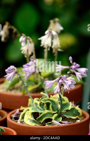 miniature hosta,hosta cameo,miniature hostas,dwarf hosta,cream and ...