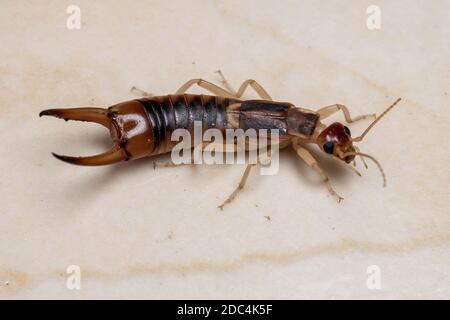 Adult Shore Earwig of the species Labidura riparia Stock Photo - Alamy