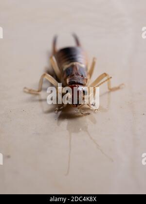 Adult Shore Earwig of the species Labidura riparia Stock Photo - Alamy