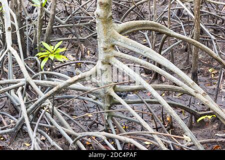 trunk of white mangrove tree Avicennia marina surrounded by aerial ...