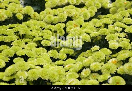 Chrysanthemum 'kermit' Chrysanthemum Stock Photo - Alamy