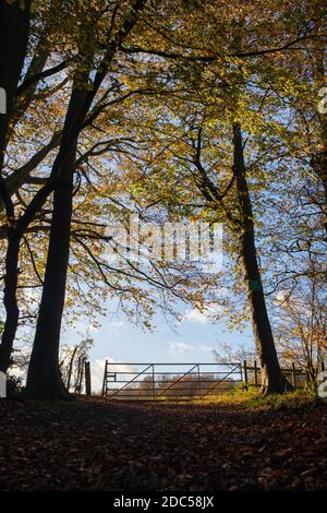 Beech trees and farm gate along the chiltern way in the late afternoon ...