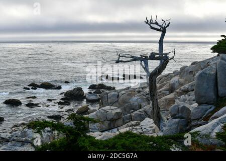 Ghost Tree Pescadero Point Monterey California USA, 17-mile drive, in ...