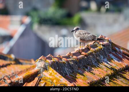 White gull on the ridge of the rooftops of a medieval european coastal ...