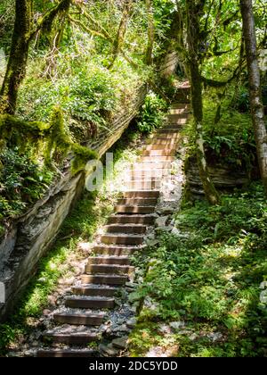 Jungle path through the Tayrona Natural National Park on the northern ...