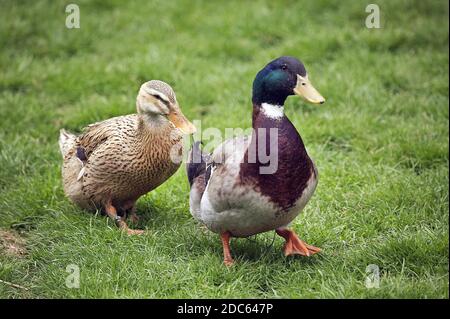 ROUENNAIS DUCK, A FRENCH BREED FROM NORMANDY, MALE AND FEMALE Stock ...