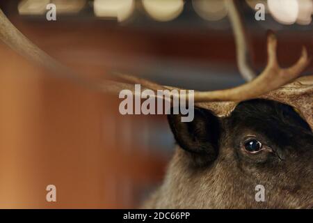 Close up of Reindeer eye in winter snow Stock Photo - Alamy