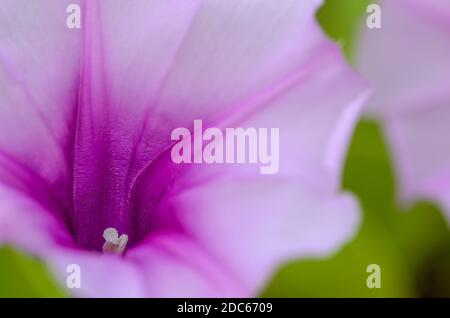 Beach moonflower with a natural background Stock Photo - Alamy
