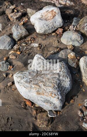 Fossilised dinosaur footprint at Compton Bay, Isle of Wight Stock Photo ...