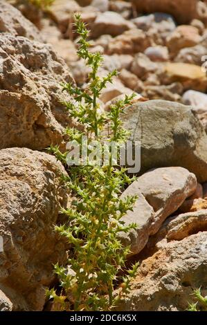 Salsola kali, also known as the prickly saltwort, is a plant species ...