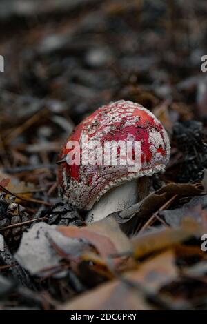 A vertical closeup shot of mushrooms growing on a pinecone with ...