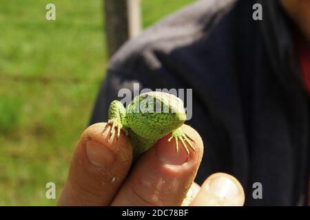 A lizard in a man's hand Stock Photo - Alamy
