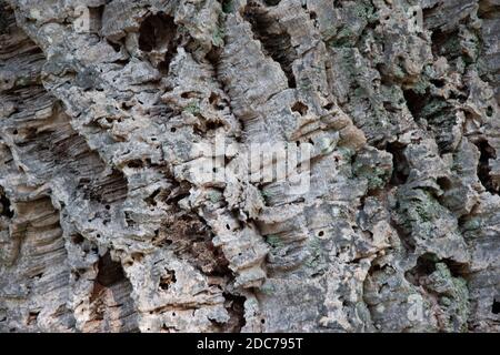 Cork tree bark detail close up Sardinia Italy Stock Photo - Alamy