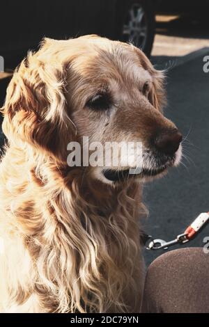 close up of blond golden retriever puppy with rustic wood background ...