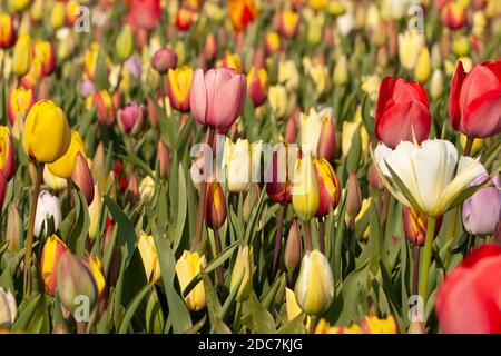 Tulpenfeld in Nordrhein Westfalen, Deutschland Stock Photo - Alamy