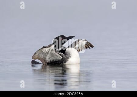 Common Loon Breeding Plumage Flapping Wings Stock Photo - Alamy