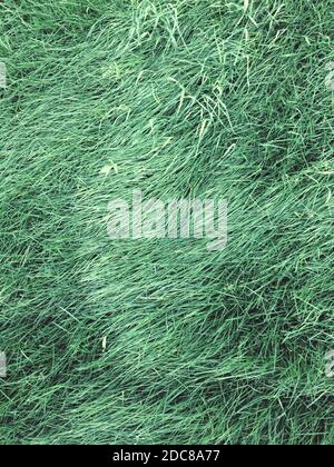 Green grass. Natural grass texture background. Meadow. Spring, summer ...