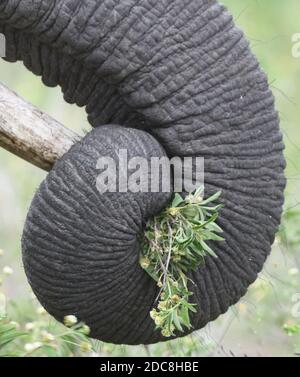 An elephant is eating in the Serengeti National Park, Tanzania. The ...
