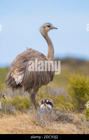 Lesser Rhea ,Pterocnemia pennata, Peninsula Valdes, Chubut,Patagonia ...