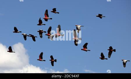 Galah - flock in flight Eolophus roseicapilla Kangaroo Island South ...