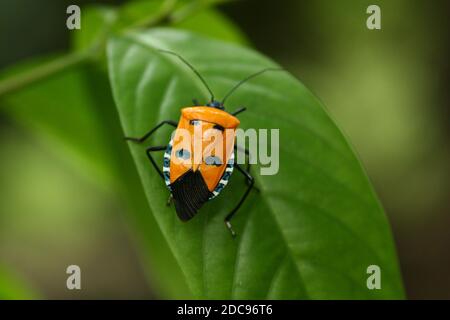 Man-Faced Stink Bug (Catacanthus incarnatus Stock Photo - Alamy