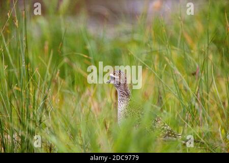 Baby Godwit Canada wading bird Northern Saskatchewan Stock Photo - Alamy