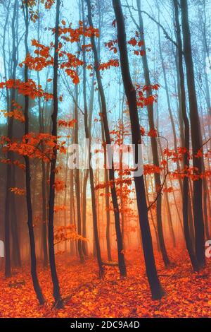 fantasy moody forest in autumn Stock Photo - Alamy