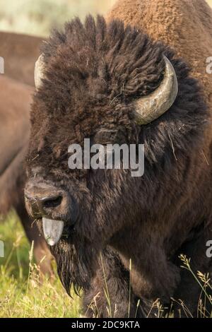 Bull bison bellowing during the rut to intimidate rival bulls in ...