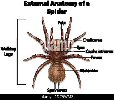External Anatomy of a Spider on white background Stock Vector Image ...