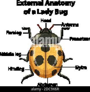 Ladybug Anatomy Diagram