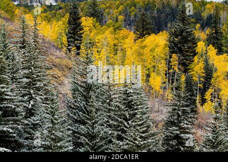 Utah. USA. Aspen trees and conifers in autumn. View from Monument Peak ...