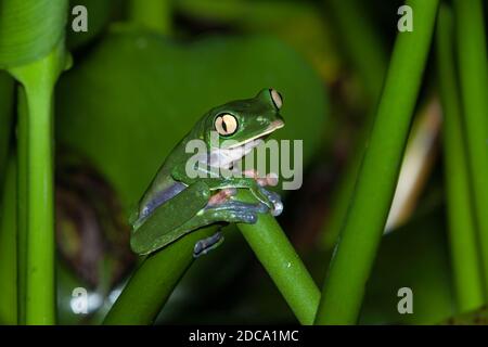 The Blue-sided Leaf Frog or Yellow-eyed or Orange-eyed Tree Frog ...