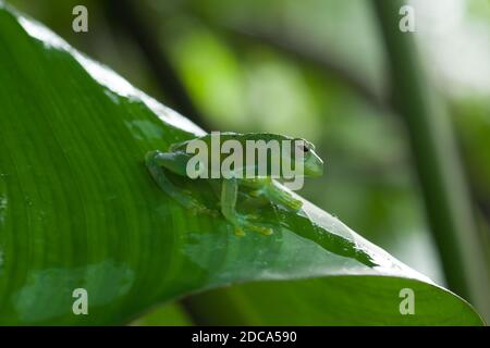Granular glass frog in Costa Rican rainforest Stock Photo - Alamy