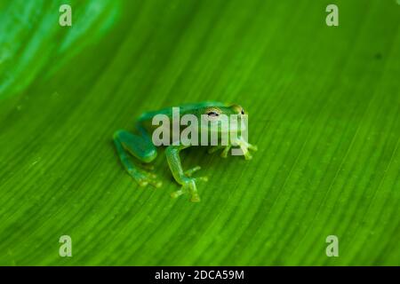 Granular glass frog in Costa Rican rainforest Stock Photo - Alamy