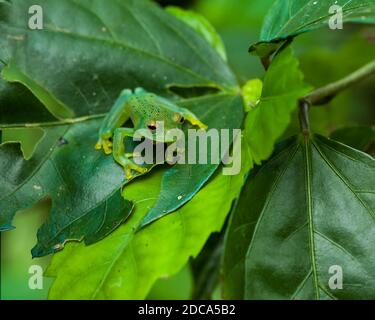 Granular glass frog in Costa Rican rainforest Stock Photo - Alamy