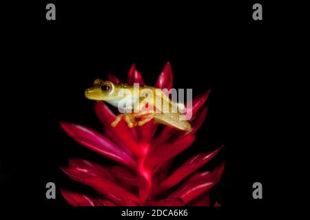 The Scarlet-webbed or Red-webbed Tree Frog is found in Costa Rica ...