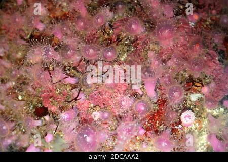 Strawberry anemone (Corynactis annulata), sea anemone, False Bay, Cape ...