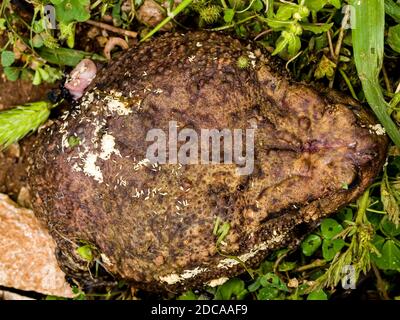 common toad (Bufo bufo) killed by parasite fly Lucilia bufonivora Stock ...