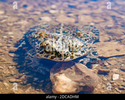 green toad (bufotes viridis), close up Stock Photo - Alamy