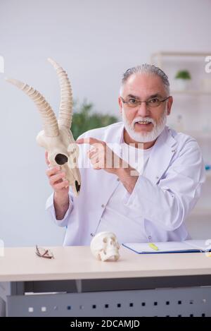 Old paleontologist examining goat head at lab Stock Photo - Alamy