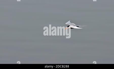 Black-bellied Tern (Sterna acuticauda) adult, standing on riverbank ...