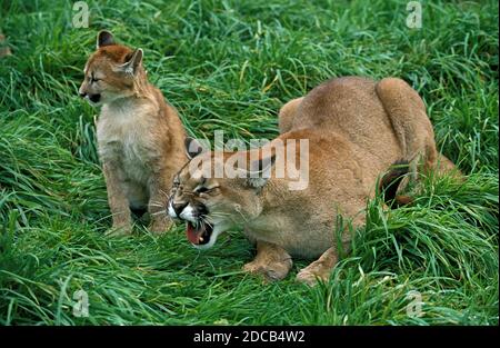 Cougar, puma concolor, Mother snarling with Cub Stock Photo - Alamy