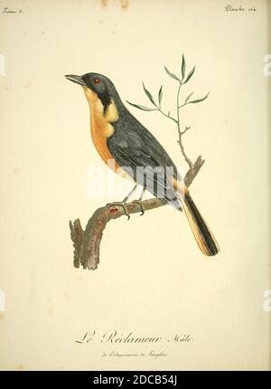 Chorister Robin-chat (Cossypha dichroa dichroa) adults, bathing in the ...